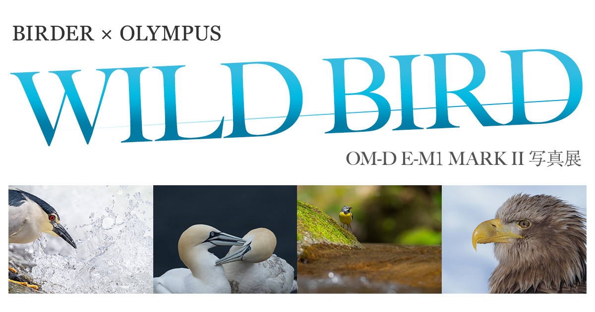 BIRDER × OLYMPUS OM-D E-M1 Mark II 写真展 「WILD BIRD」｜鳥の写真投稿ページ｜OMフォトライフ ...
