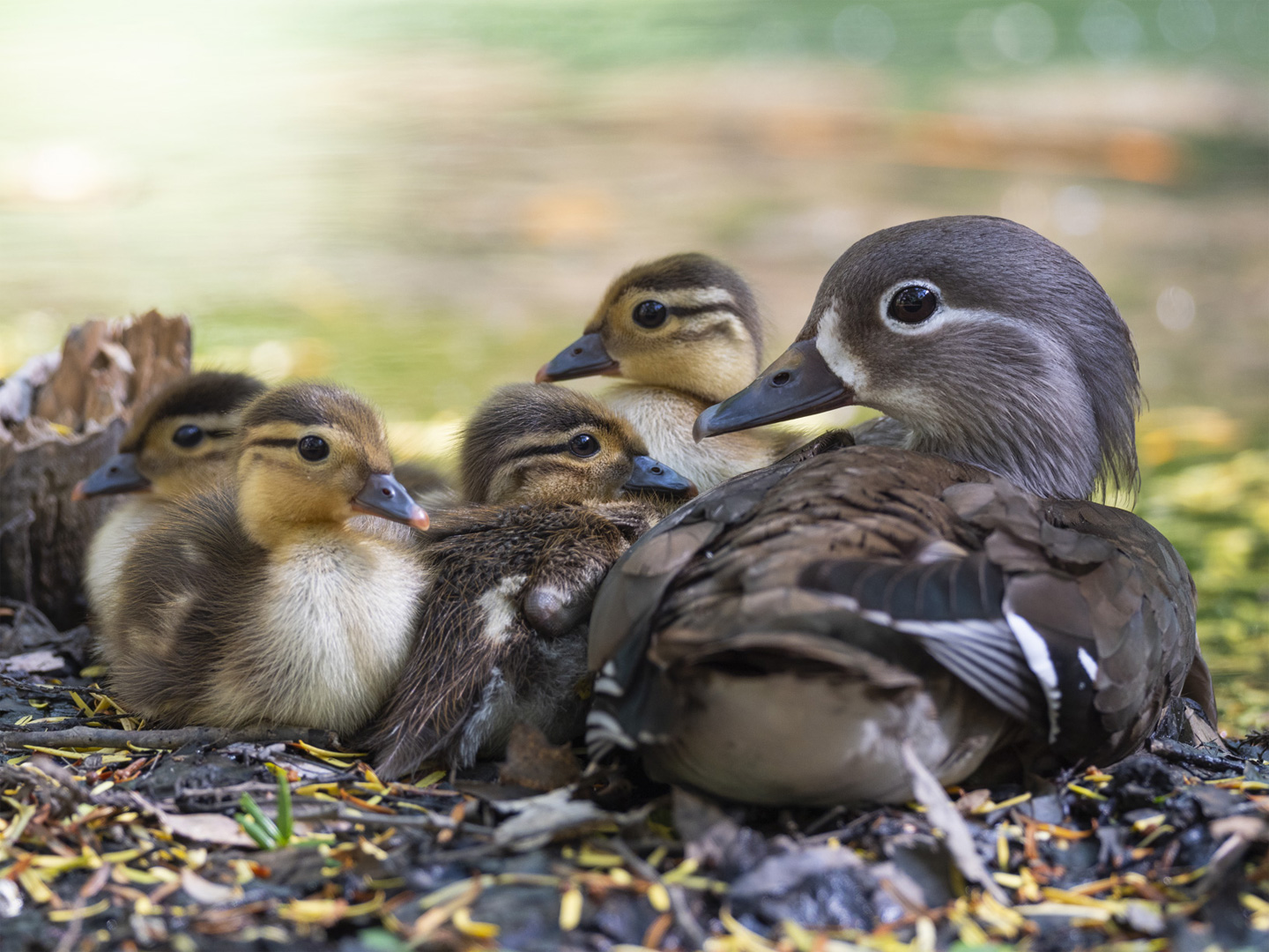 中村 利和｜BIRDER × OLYMPUS OM-D E-M1 Mark II 写真展 「WILD BIRD」｜鳥の写真投稿ページ｜OM ...
