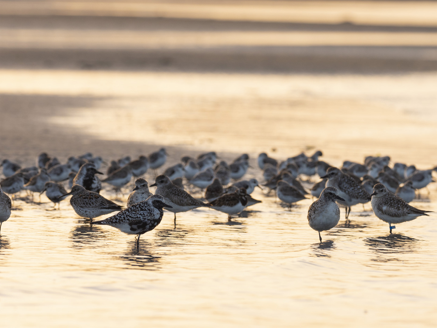 中村 利和｜BIRDER × OLYMPUS OM-D E-M1 Mark II 写真展 「WILD BIRD」｜鳥の写真投稿ページ｜OM ...