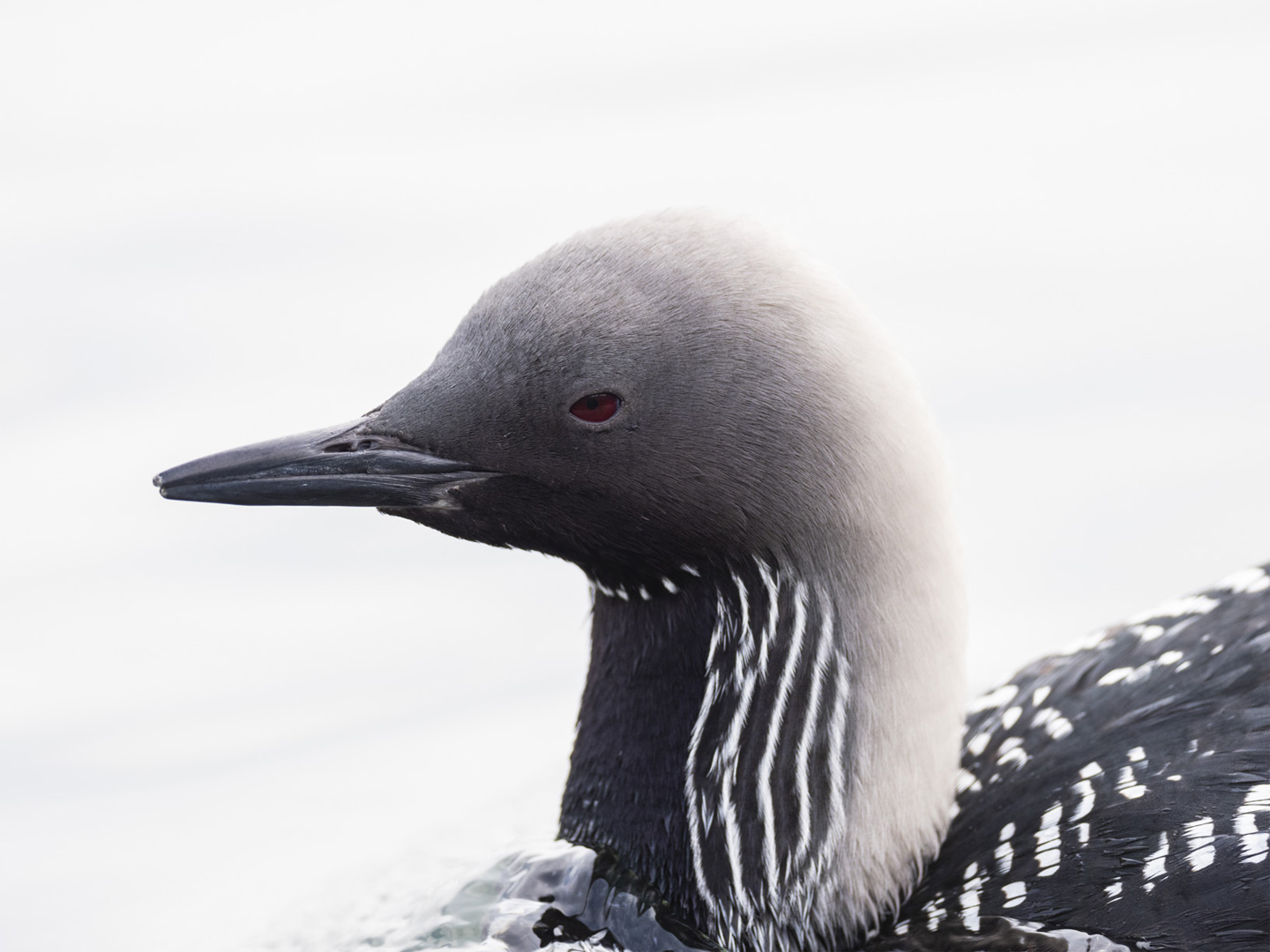 中村 利和｜BIRDER × OLYMPUS OM-D E-M1 Mark II 写真展 「WILD BIRD」｜鳥の写真投稿ページ｜OM ...