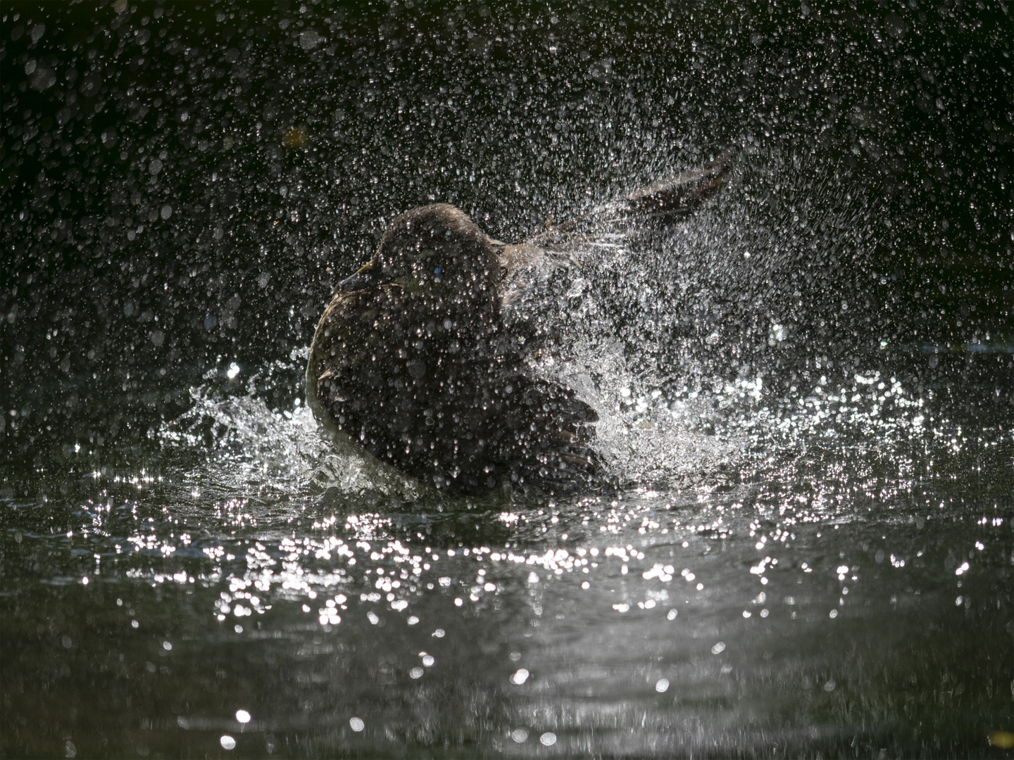 中村 利和｜BIRDER × OLYMPUS OM-D E-M1 Mark II 写真展 「WILD BIRD」｜鳥の写真投稿ページ｜OM ...