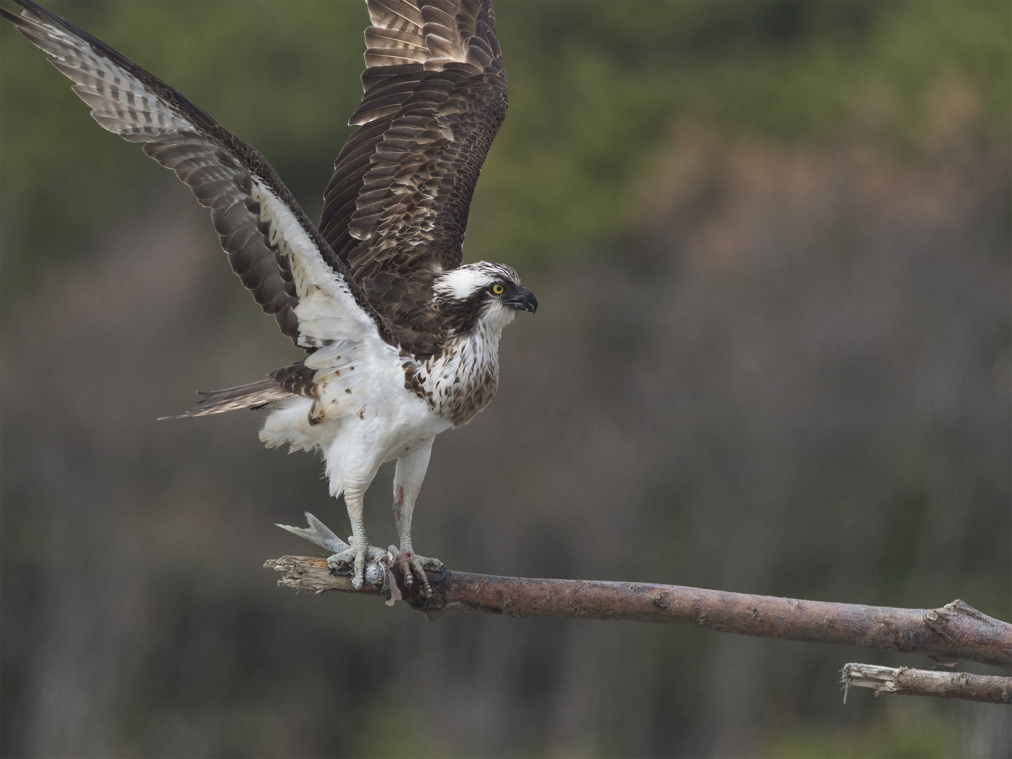 中村 利和｜BIRDER × OLYMPUS OM-D E-M1 Mark II 写真展 「WILD BIRD」｜鳥の写真投稿ページ｜OM ...