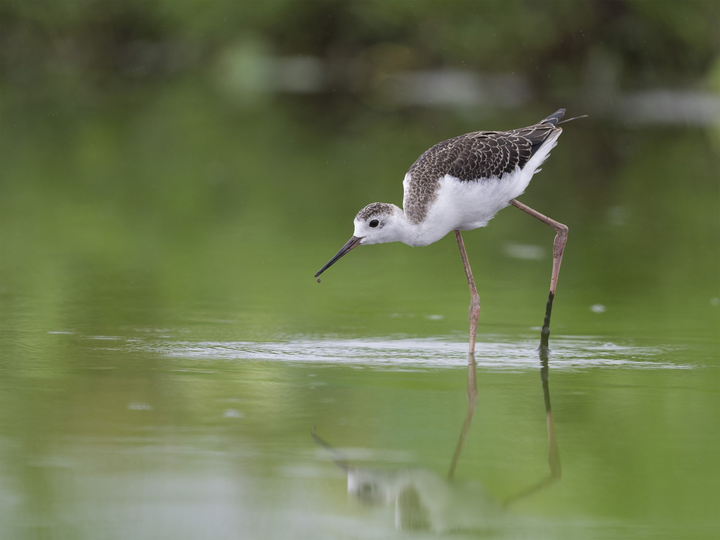 中村 利和｜BIRDER × OLYMPUS OM-D E-M1 Mark II 写真展 「WILD BIRD」｜鳥の写真投稿ページ｜OM ...