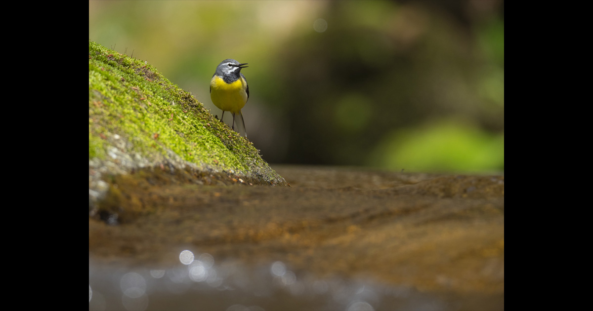 中村 利和｜BIRDER × OLYMPUS OM-D E-M1 Mark II 写真展 「WILD BIRD」｜鳥の写真投稿ページ｜OM ...