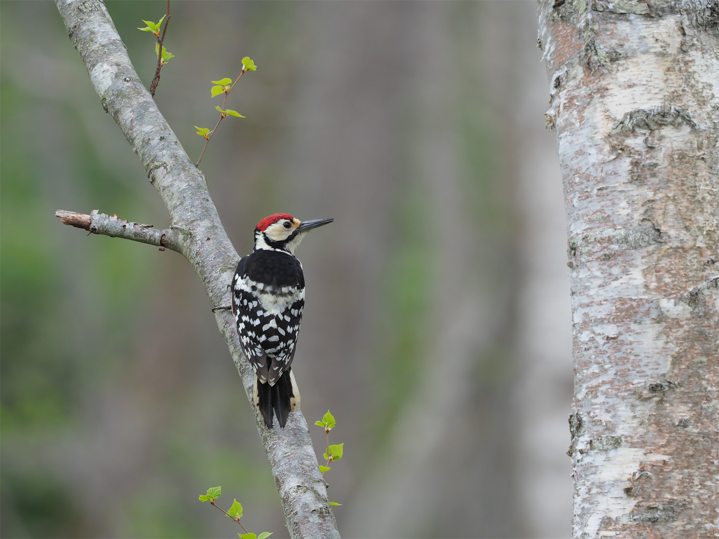 中野 耕志｜BIRDER × OLYMPUS OM-D E-M1 Mark II 写真展 「WILD BIRD」｜鳥の写真投稿ページ｜OM ...
