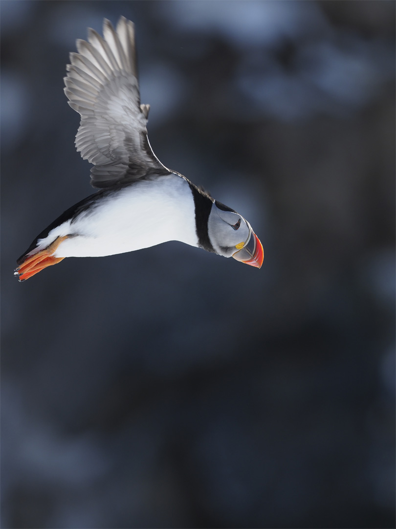 菅原 貴徳｜BIRDER × OLYMPUS OM-D E-M1 Mark II 写真展 「WILD BIRD」｜鳥の写真投稿ページ｜OM ...