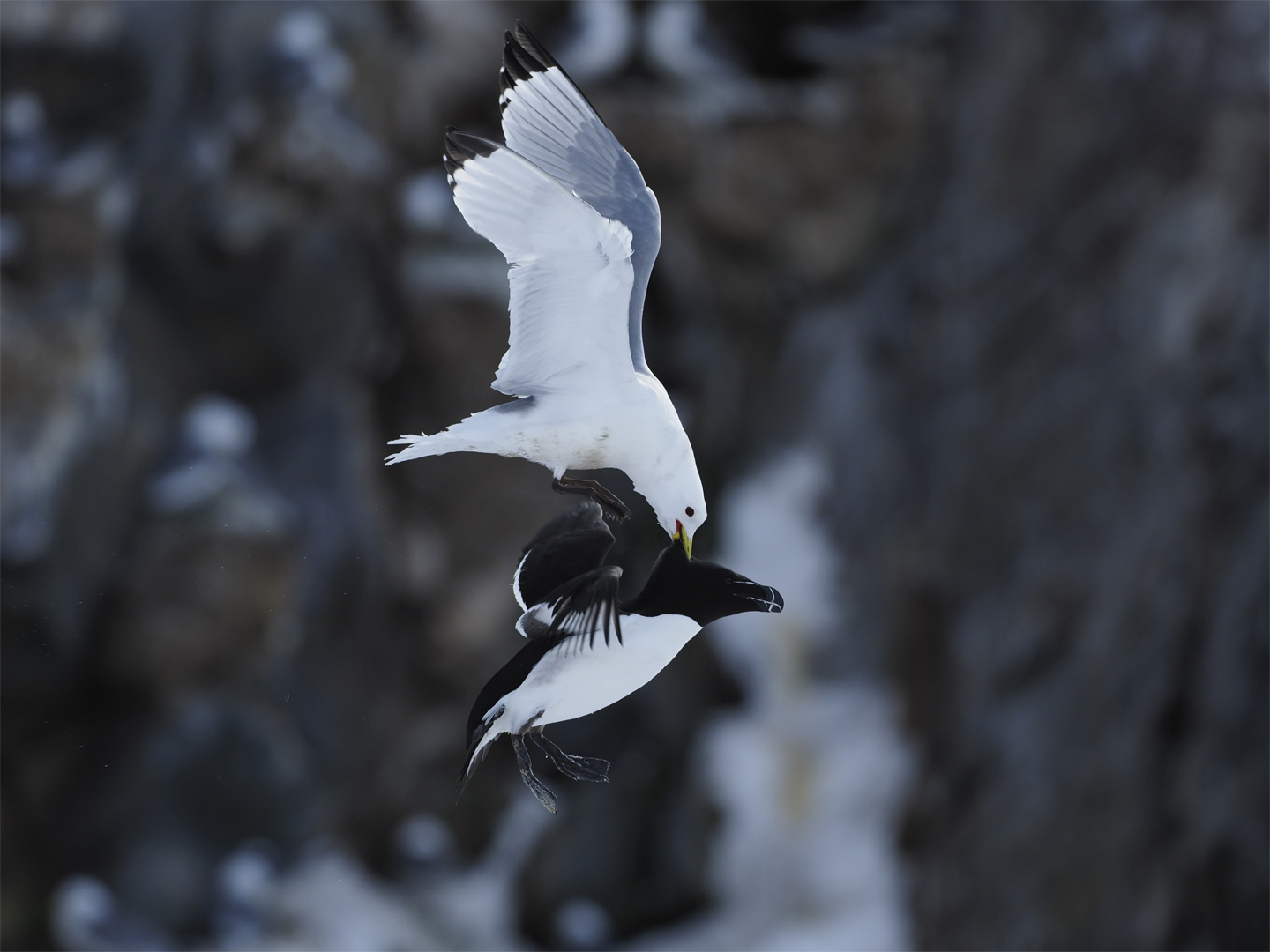 菅原 貴徳｜BIRDER × OLYMPUS OM-D E-M1 Mark II 写真展 「WILD BIRD」｜鳥の写真投稿ページ｜OM ...